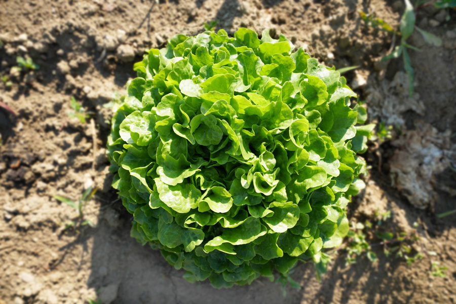 Blattsalat - tagesfrisch vom Salatprofi (SeeSalat) für die Profiküche